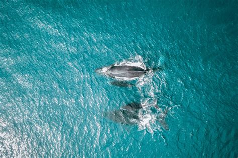 Dive With The Ocean Giants Of Tofo Seacrush