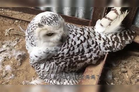 猫头鹰孵蛋，主人非要摸，猫头鹰：你行你上猫头鹰主人