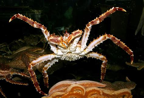3840x2160px Free Download Hd Wallpaper Red King Crab Sea Ocean