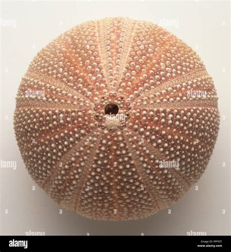 Echinus Escelentus Edible Sea Urchin Above View Upper Or Aboral