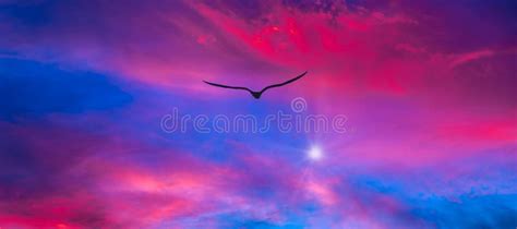 Sunset Bird Flying Silhouette Inspirational Uplifting Romantic Header