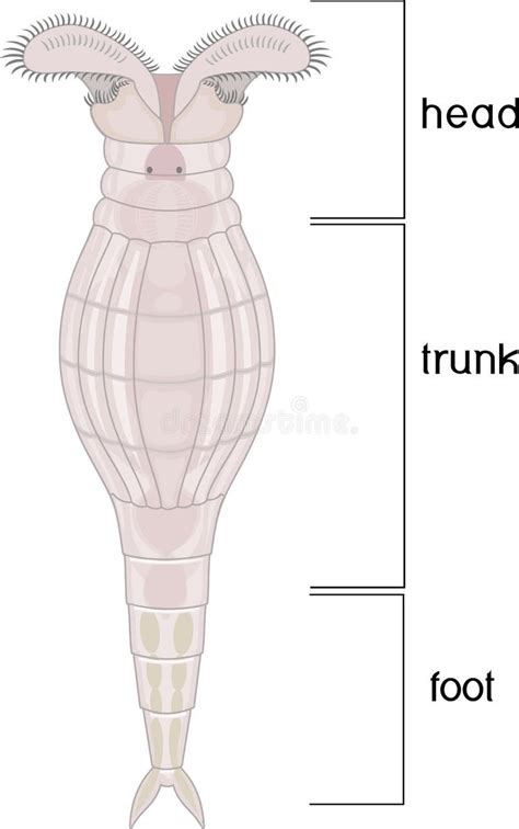 Rotifer Anatomy Stock Illustrations 9 Rotifer Anatomy Stock