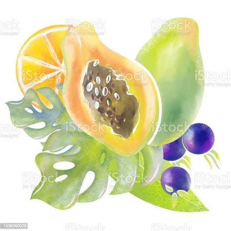 일러스트 레이 션 컬러 식물 콜라주 열대 과일과 식물 노란색 파파야와 몬스터 잎 포장 및 인쇄 디자인 요소 화장품 및 영양 수채화 스타일 0명에 대한 스톡 벡터 아트 및