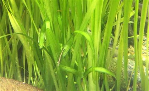 ミナミヌマエビの飼育の注意点寿命や大きさ混泳相性は Woriver