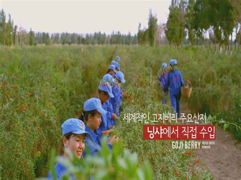 세계 8대 슈퍼푸드 중에 하나인 고지베리 보뚜슈퍼푸드에서 취급하는 고지베리는 고산지대의 척박한 자연환경과 밤낮의 큰 일교차