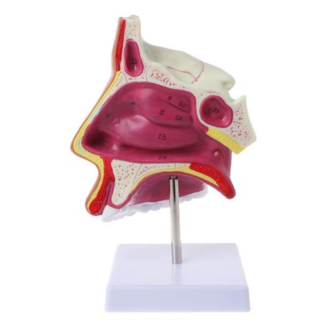 Educational Model Human Nasal Cavity Anatomy Model Medical Nose Cavity