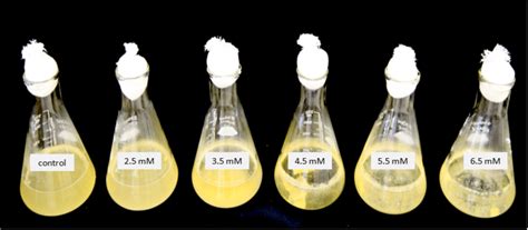 Erlenmeyer Flask Bacterial Culture With