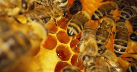 Семья пчел работающая на пчелиных сотах на пасеке Жизнь карниоланской медоносной пчелы в улье