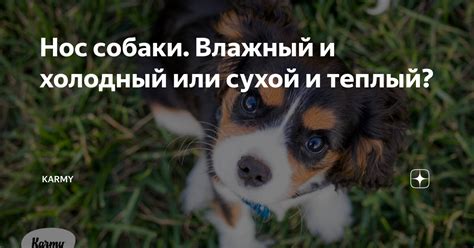 Нос собаки Влажный и холодный или сухой и теплый Karmy Дзен