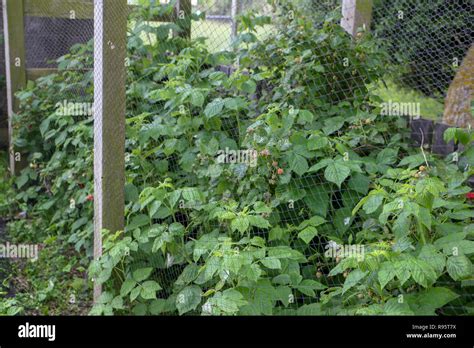 Organic Raspberries Growing Under A Frame With Bird Netting To Prevent