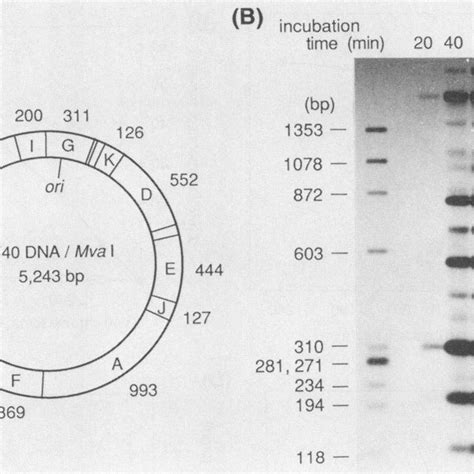 Bidirectional DNA Replication Starting From The Ori Sequence In SV Download Scientific