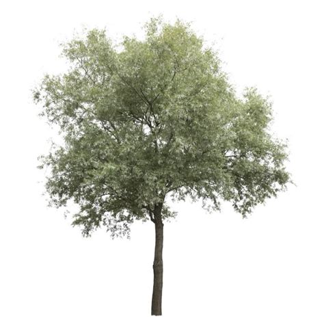 Free Cutout Tree In Png Salix Alba Collage Architecture Landscape