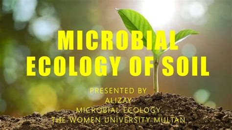Soil Organisms Functions And Their Role In Soil Fertility Ppt