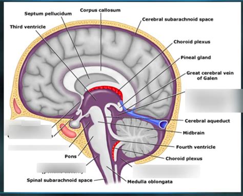 Brain Quadrigeminal Cistern