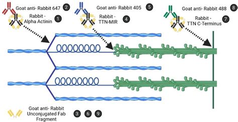Sarcomere Structure Labeled