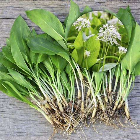Самая вкусная и самая полезная весенняя зелень - черемша | Книга Грибов ...