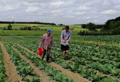 Nutrient Management For Vegetable Crops Landwise Promoting Sustainable Land Management