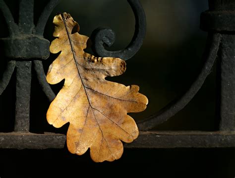 Free Photo Oak Leaf Autumn Leaf Lonely Free Download Jooinn