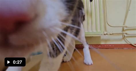 Gentle Dinner Tippytaps 9gag