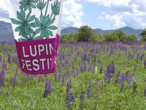 Sugar Hill Lupine Festival Lake Winnipesaukee Nh
