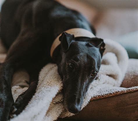 Essential Items For A Greyhound Part 2 My Pet Greyhound