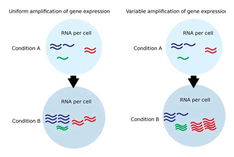 Gene Amplification Khám Phá Quá Trình Khuếch Đại Gen Quan Trọng