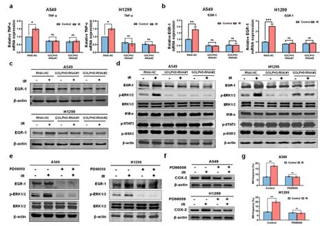 Golph3 Regulates The Transcription Of Tnf α Via Erkegr1 Pathway Ab