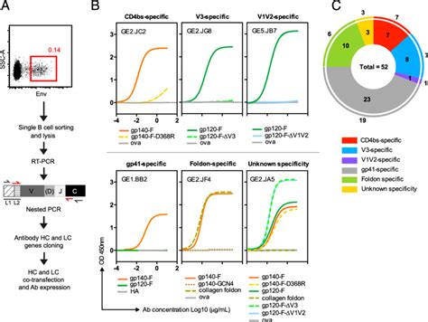 Isolation Of Env Vaccine Mabs And Epitope Mapping A Schematic Of