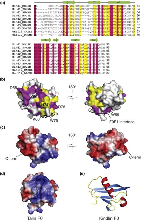 Conservation Of The Kindlin F0 Domain A Sequence Alignment Of Mouse Download Scientific