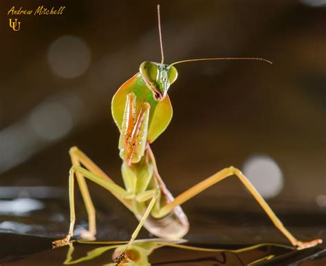Giant Shield Mantis Rhombodera Basalis For Sale