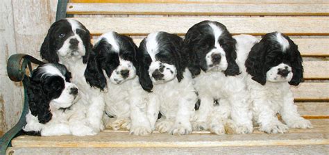 Parti Colored Cocker Spaniel Puppies For Sale Celebrating The Cocker