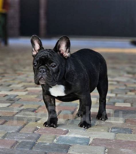 Французский бульдог под заказ Цена 80 000₽ во Владивостоке