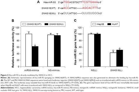 Overexpressing Lncrna Snhg16 Inhibited Hcc Proliferation And Chemoresi