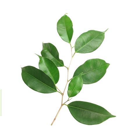 Twig With Green Leaves On Transparent Background Png File PNG