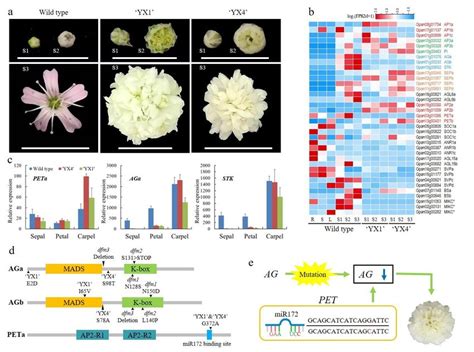 The Mads Box Gene Expressional Profile And Proposed Regulation Network