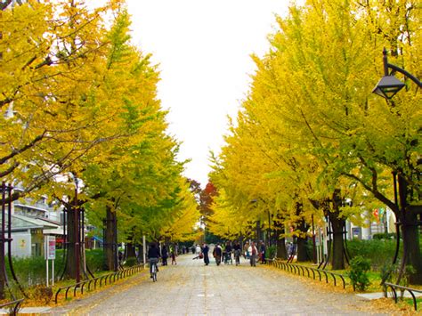 銀杏並木見頃です光が丘公園 Eえっちゃん 東京を行く 楽天ブログ