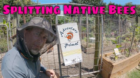 Splitting Native Bees Youtube