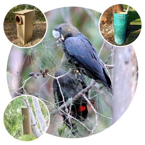 Glossy Black Cockatoo Conservation Sunshine Coast Bushland
