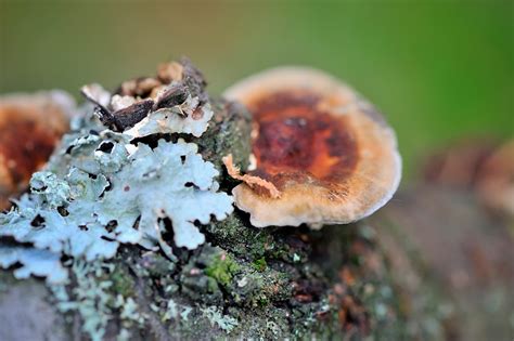 What Are Ganoderma Mushrooms Mushroom Headquarters