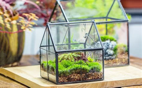 NCYP Mini Glass Geometric Terrarium With Lid 4 25 X 4 25 X 4 92