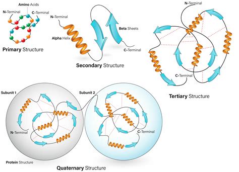 Mitochondrial Function Atp Production Protein Folding And Molecular