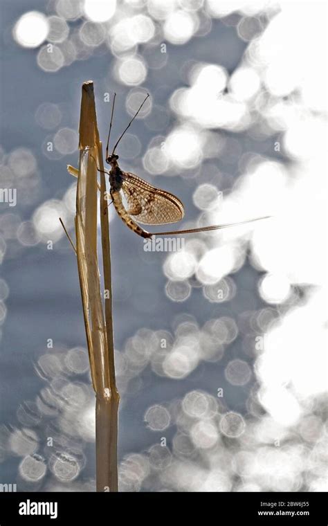 Insecte Aquatique Banque De Photographies Et Dimages à Haute Résolution Alamy
