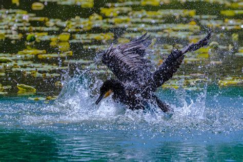 えっ何事その羽ばたき水飛沫 GANREF
