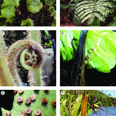 Pdf Trends And Concepts In Fern Classification