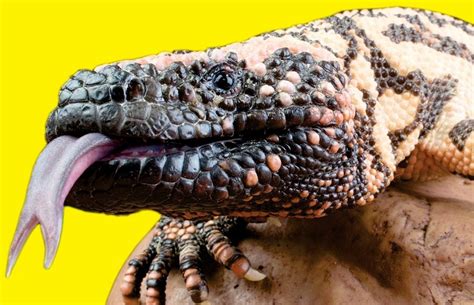 The Extraordinary Lizard Behind The Worlds First Fat Busting ‘miracle