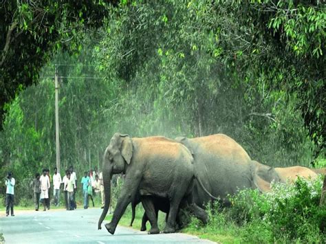 ബെംഗളൂരു കാട്ടാനക്കൂട്ടമിറങ്ങി നൈസ് റോഡിൽ ഗതാഗതം തടസ്സപ്പെട്ടു