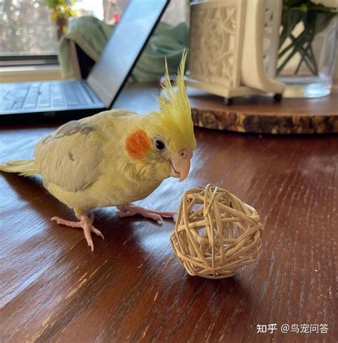 鹦鹉咬人的六大原因 知乎