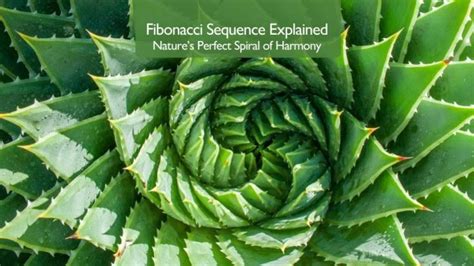 Fibonacci Sequence Explained Natures Blueprint Of Creation