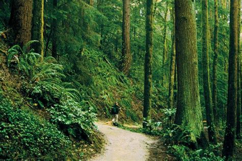 Beautiful Forest Park In Portland If Youre Into Running This Is A