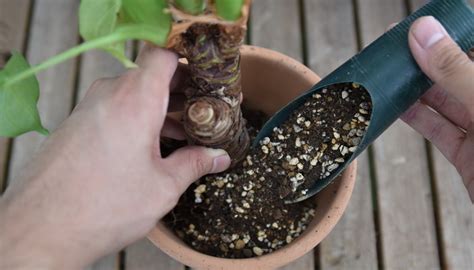 クワズイモの剪定や植え替えなどの管理方法と増やし方（挿し木） Lovegreenラブグリーン